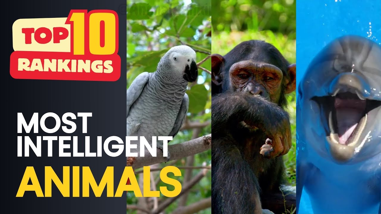 Top 10 SMARTEST ANIMALS in the World 2025 🧠🐒 | Mind-Blowing Animal ...