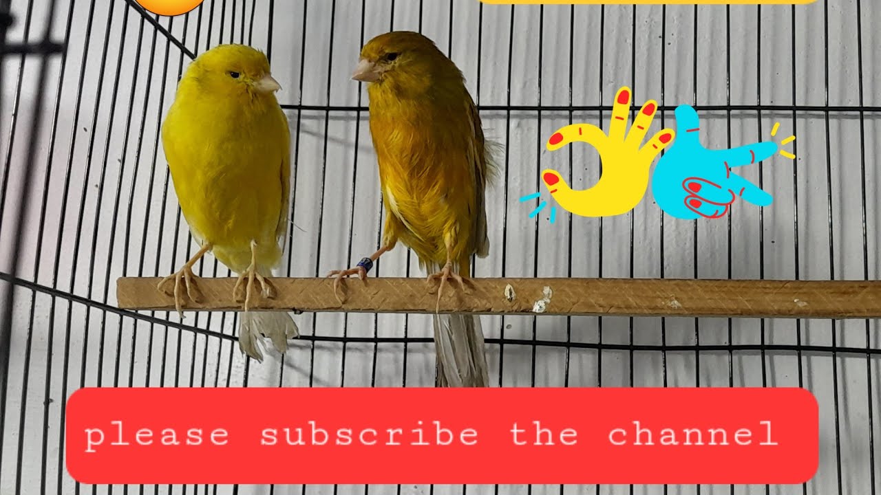 different types of Canary large size 2025 - YouTube