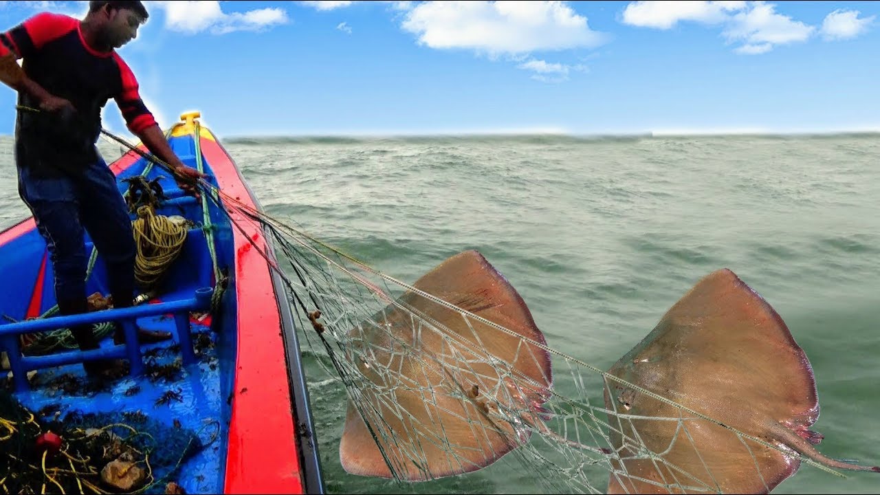 STINGRAY FSH CATCHING AT SEA - YouTube