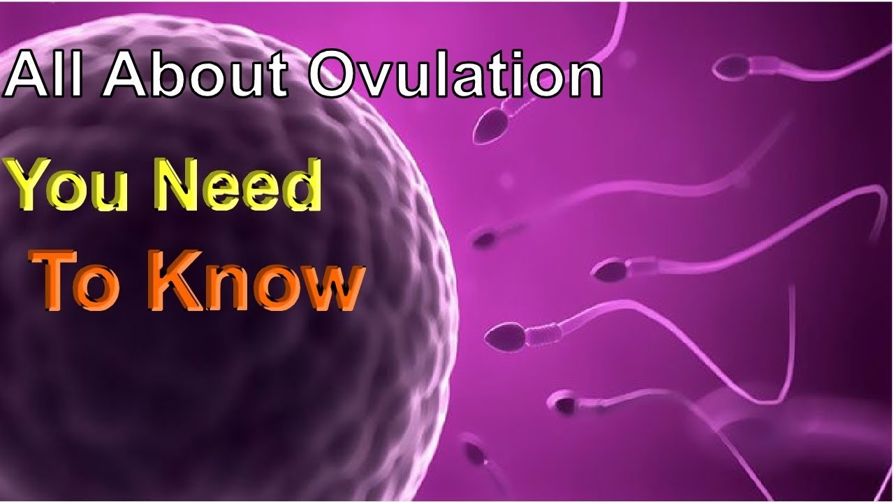 All About Ovulation 19 Facts About Ovulation You Need To Know ovulation ...