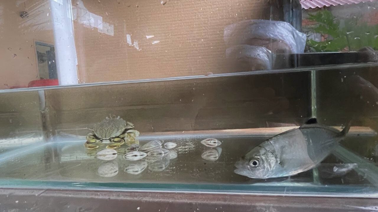 Catching and Keeping Sea Creatures as Pets - YouTube