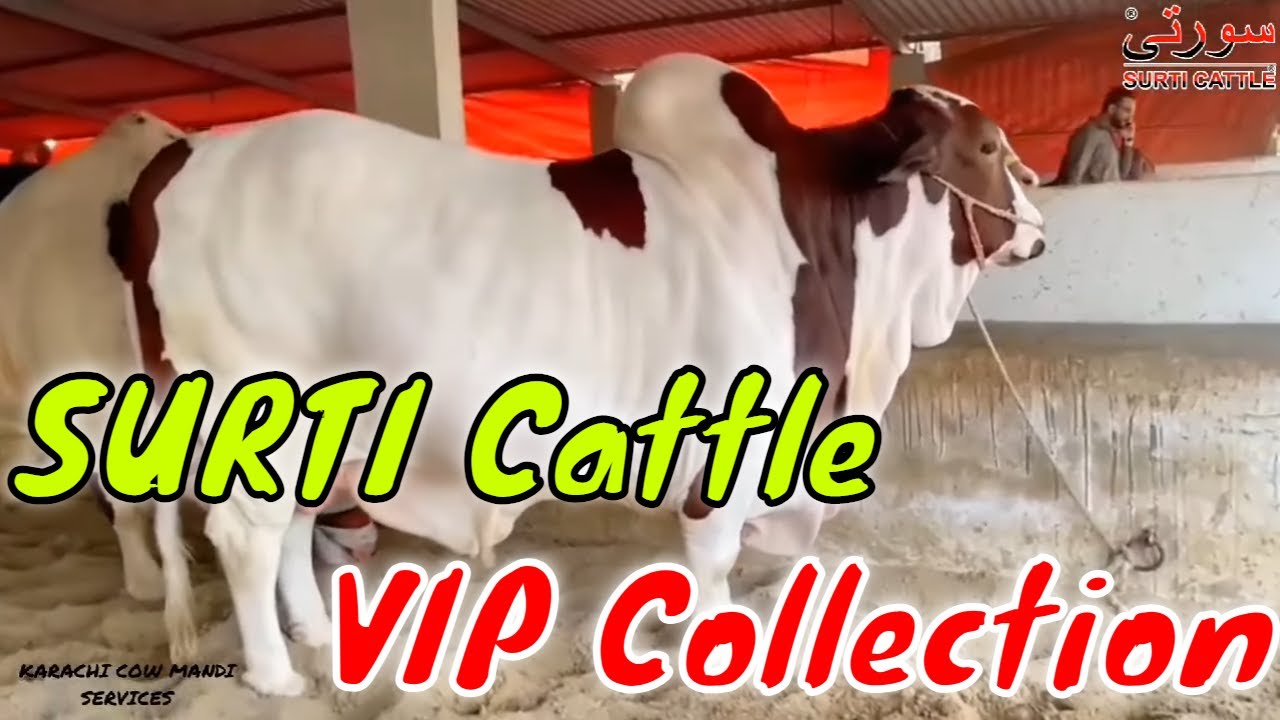 SURTI Cattle Collection 2022 | Watch till end | VIP JANWER | Jameel ...