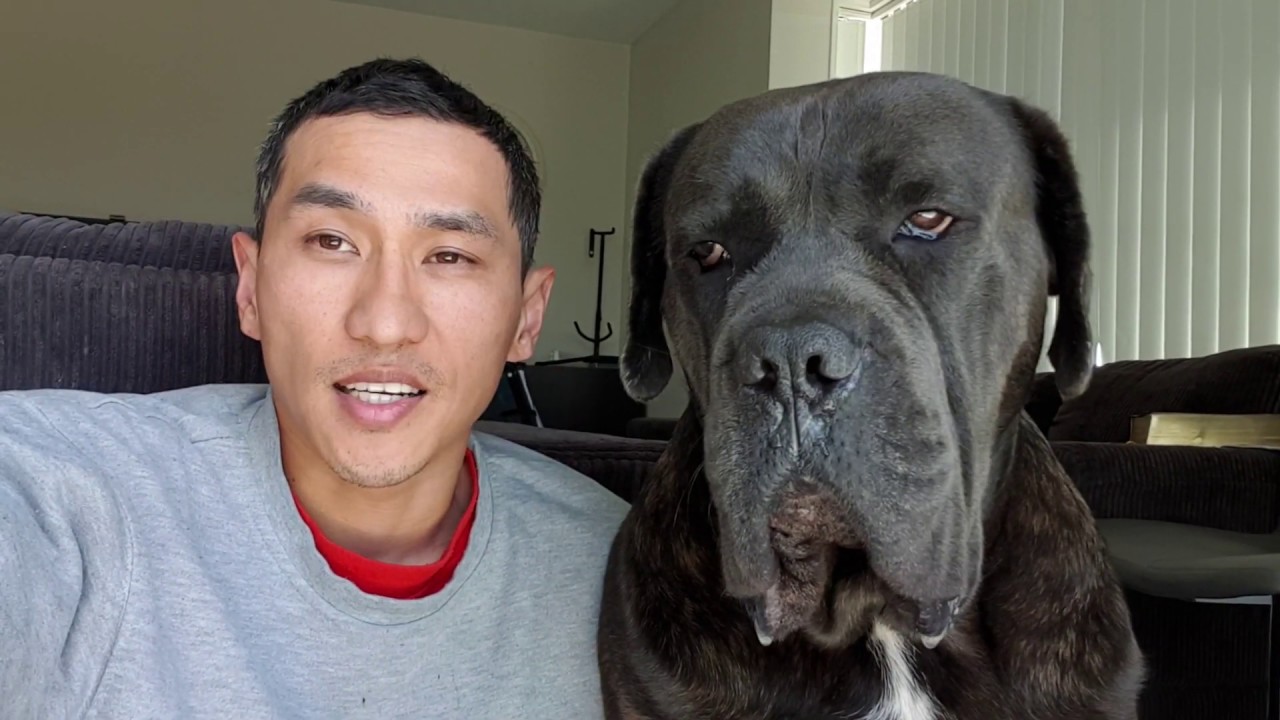 I Joint Hunters Hunt to Feed my Giant Dogs BARF Raw Feed - YouTube