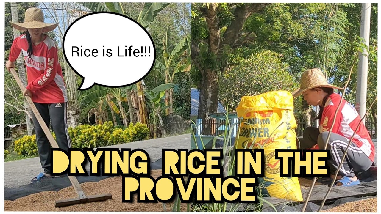 Drying Rice in the Province | Rice is Life in the Philippines - YouTube