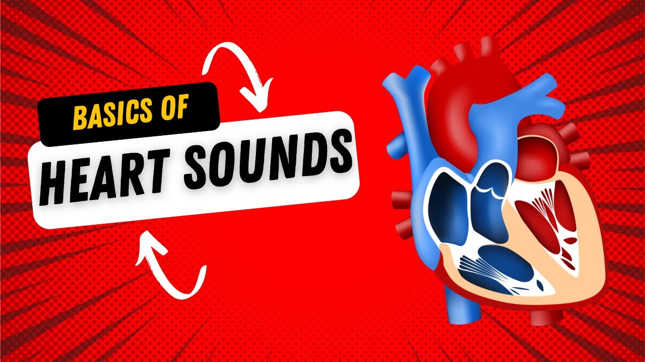Heart sounds basics for beginners - YouTube