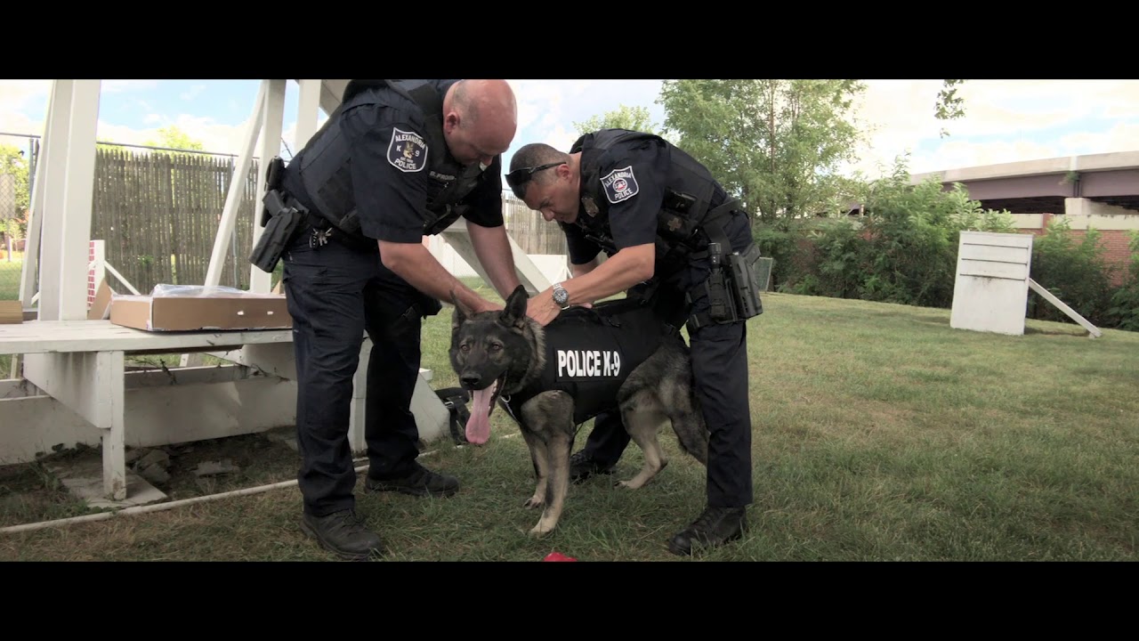 Alexandria Police Department’s K9s Odin and Zeus Receive Body Armor ...