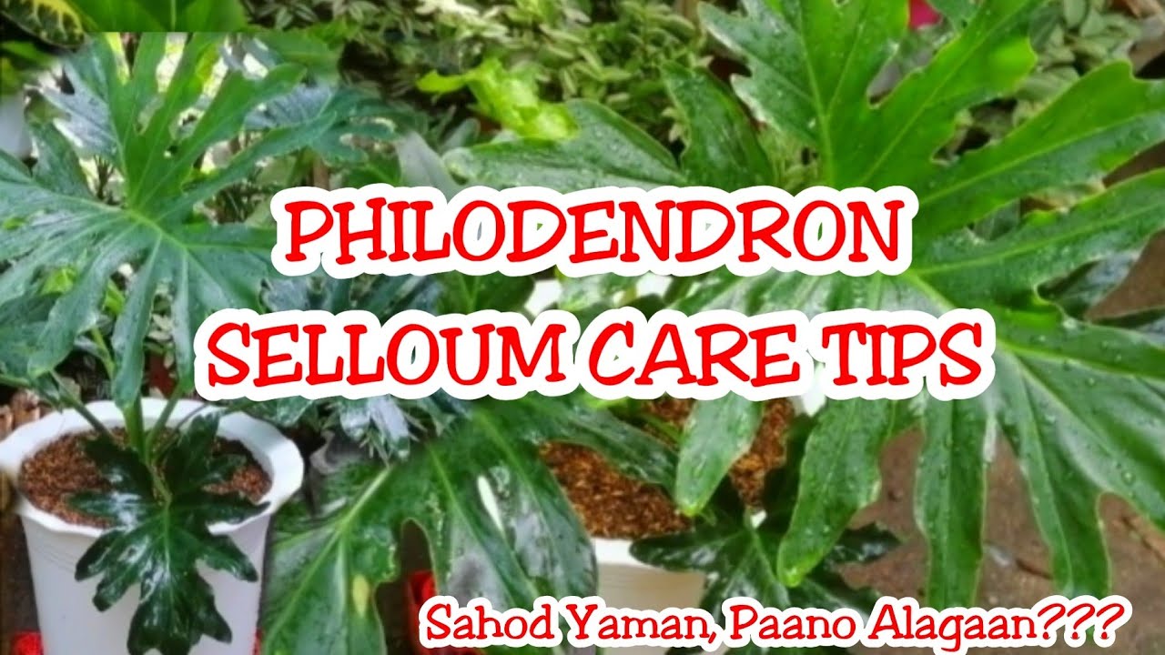 HOW TO GROW PHILODENDRON SELLOUM HOUSEPLANTS PLANT CARE (Sahod Yaman ...