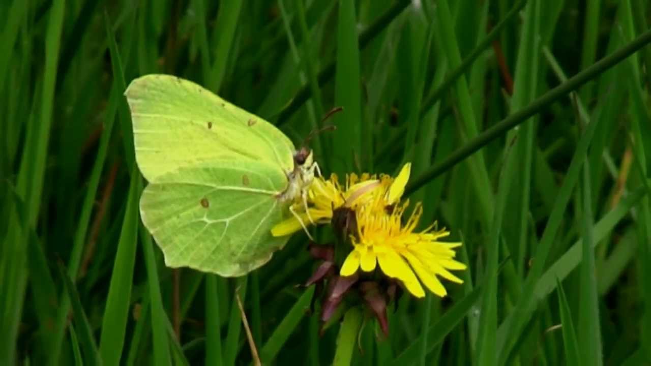 CITRON/Papillon/Gonepteryx rhamni ! BRUITX - YouTube
