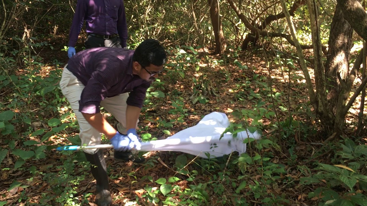 Tick flagging - Collection of ticks in forest - YouTube