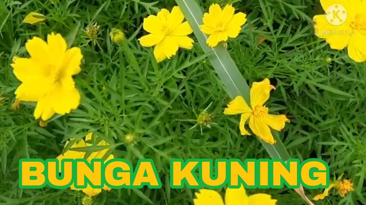 Bunga Kuning / Kenikir Sulfur ( Cosmos Sulphureus ) - YouTube