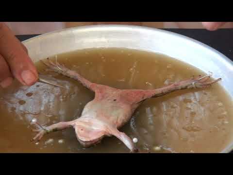 Dissection of Bufo regularis V Urinogenital system - YouTube