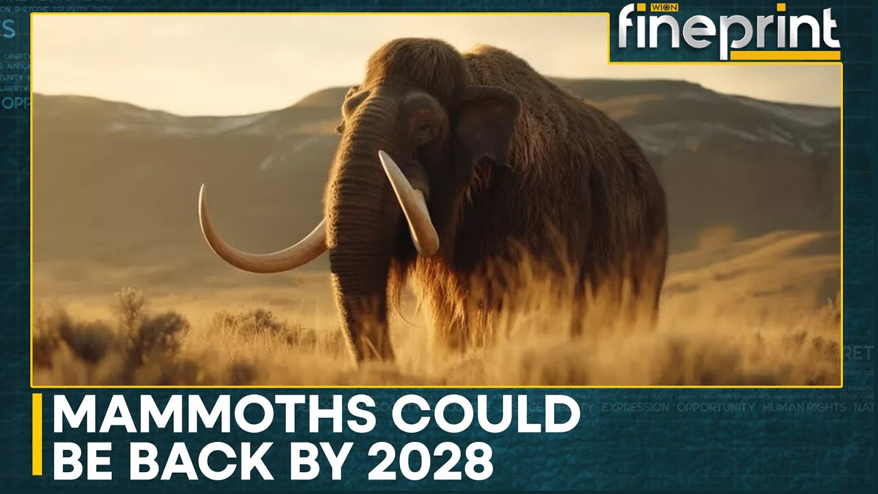 Wooly Mammoths Could Roam Again: 2028 Deadline Set By Scientists | WION Fineprint | World News ...