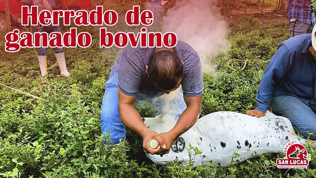 ¿Cómo se marca el ganado bovino? | Granja San Lucas - YouTube
