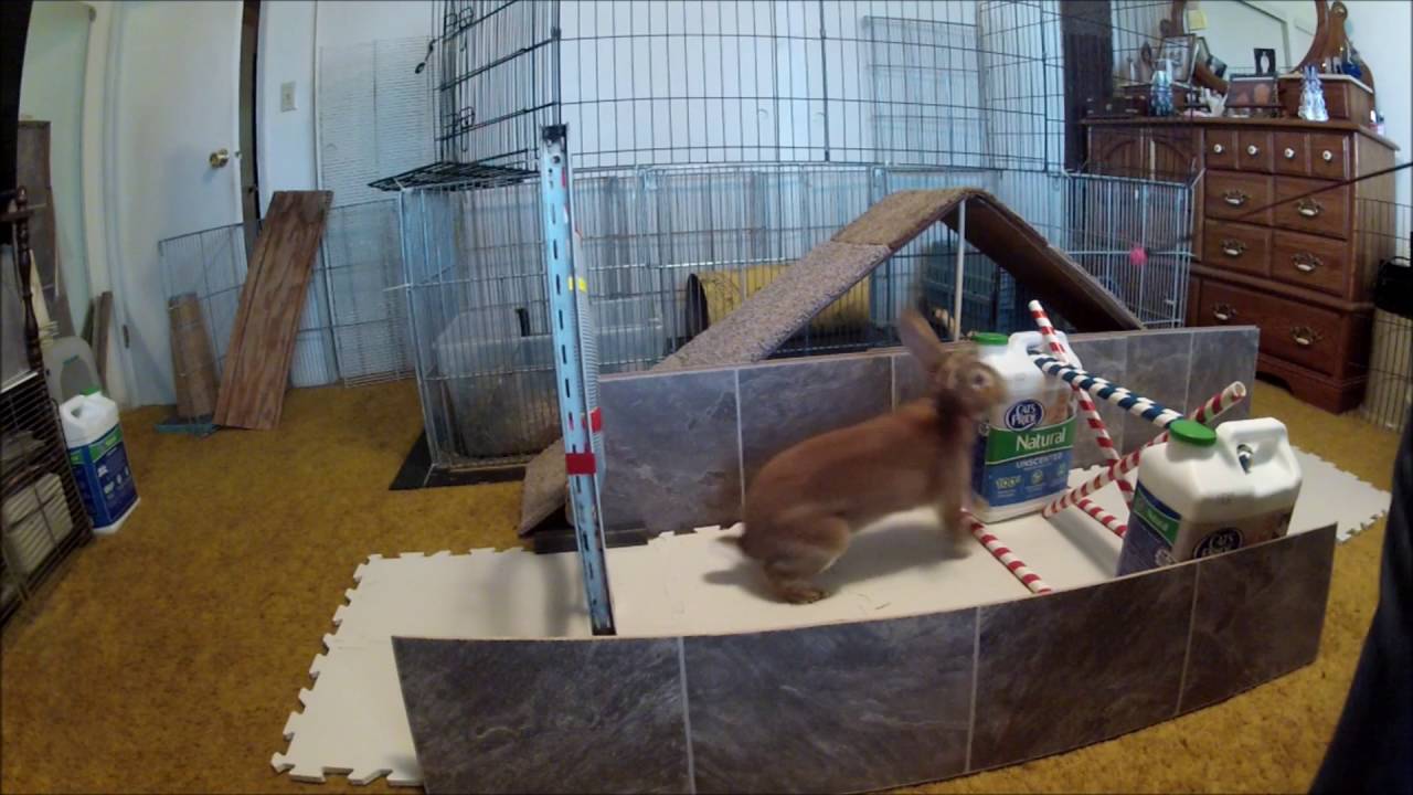 Agility bunny rabbit in training session - YouTube