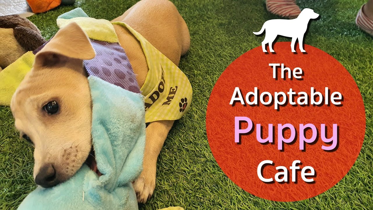 The Adoptable Puppy Cafe in Bangkok: You can play with cute puppies or ...