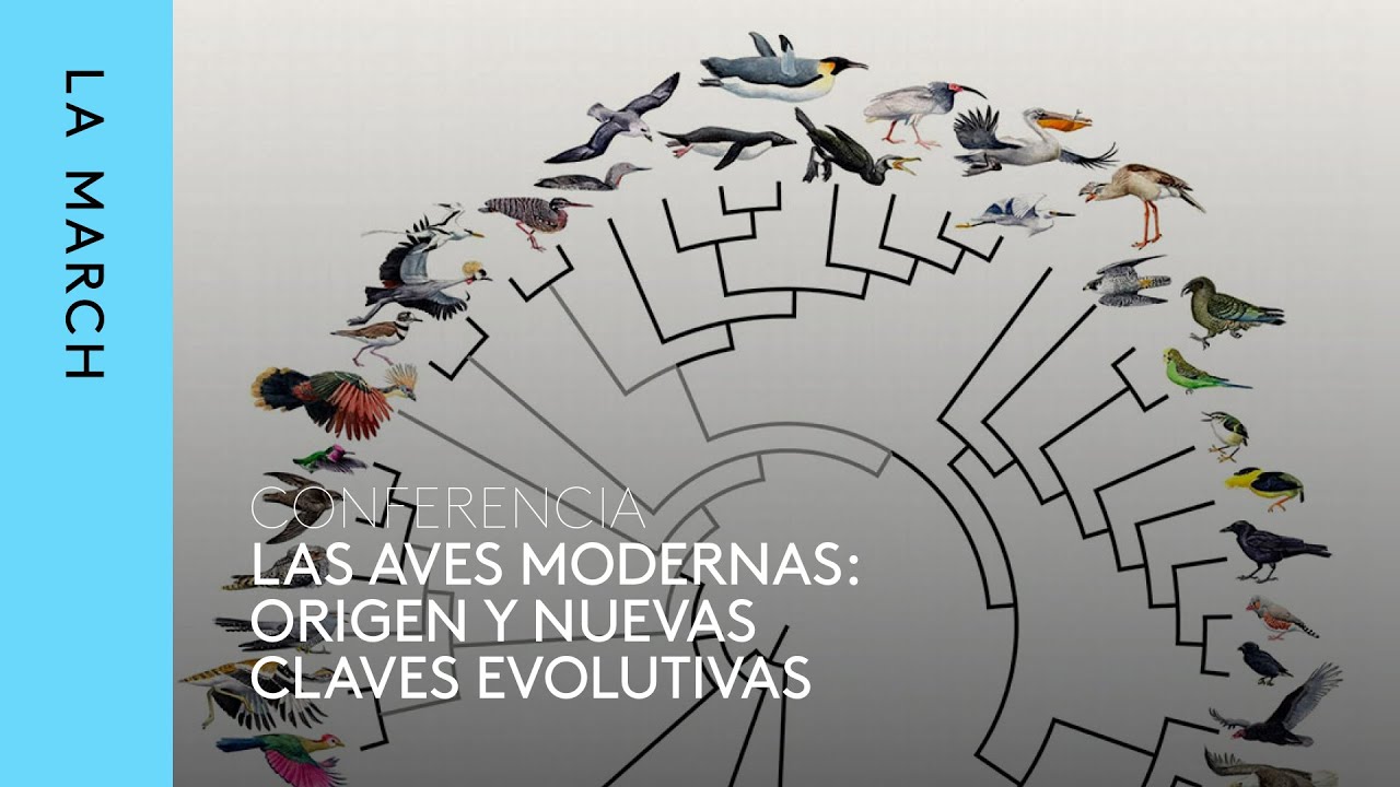 El vuelo (III): Aves modernas · La March - YouTube