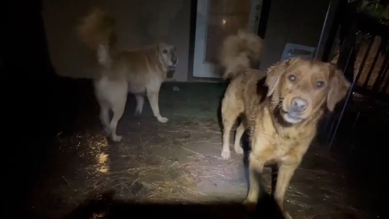 Duke & Tucker waiting for their pawrent! - YouTube