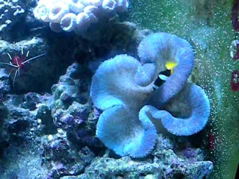 Clarkii Clown Feeding Blue Haddoni Carpet Anemone. - YouTube