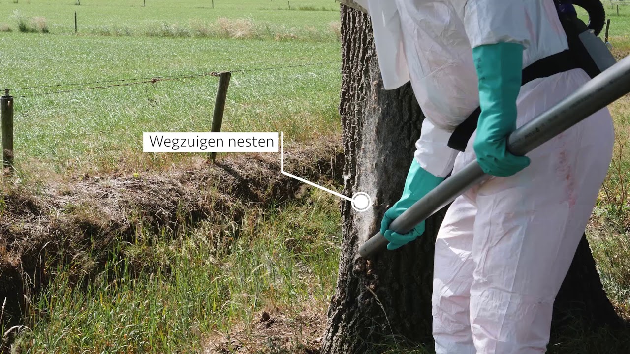 Bestrijding (eiken)processierups - YouTube