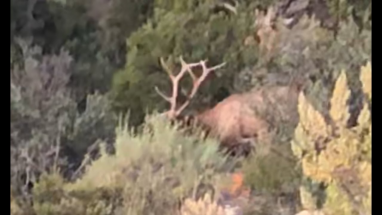 Arizona 5B Elk Hunt. Trevor's close call on a big AZ bull. - YouTube