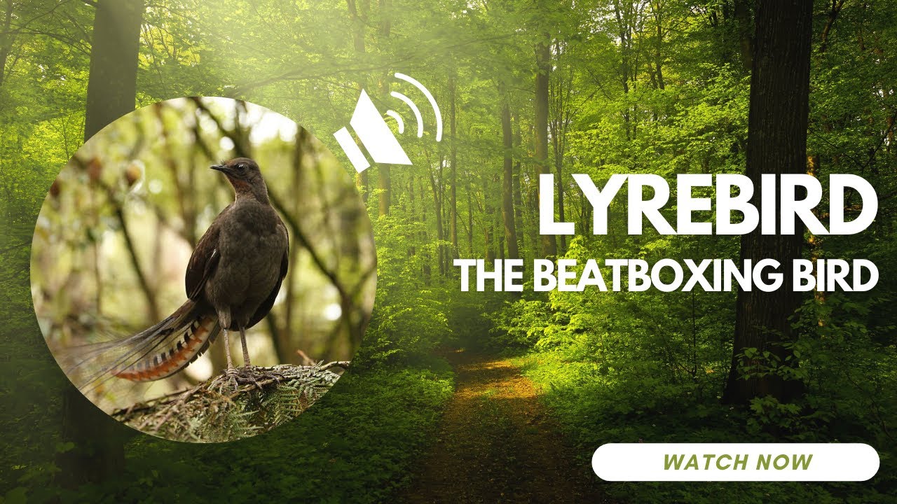 Lyrebird The Beatboxing Bird - YouTube