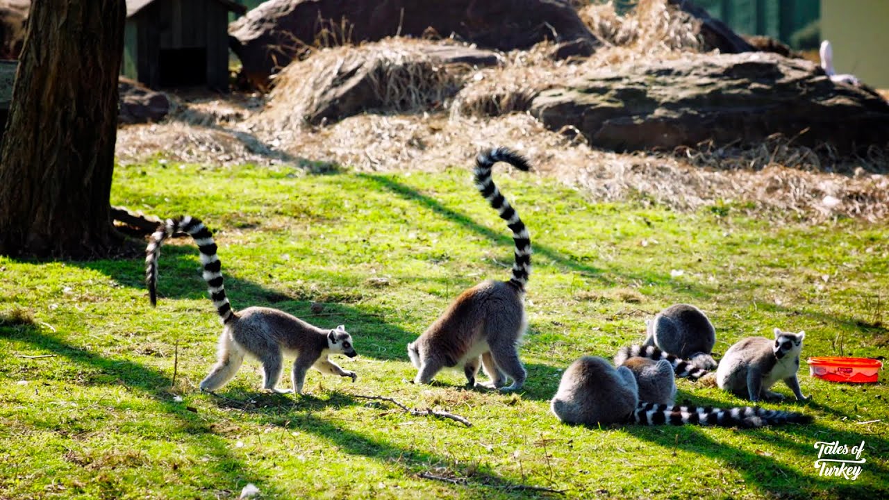 THE BURSA ZOO | Bursa - Tales of Turkey [EN] - YouTube