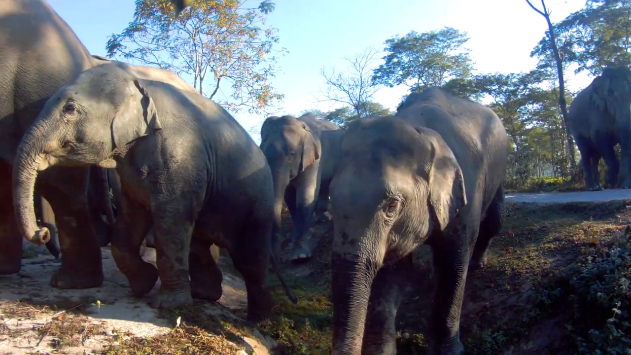 INTO THE BIG HERD OF ELEPHANT : CAMERA TRAP with Firefly q6 - YouTube