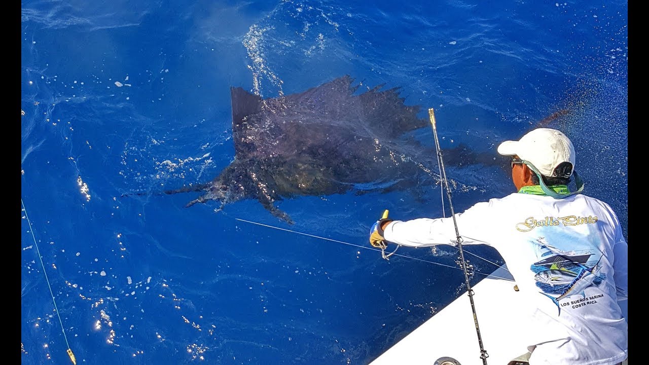 Dredges and Teasers for Sailfish with Squidnation In The Spread - YouTube