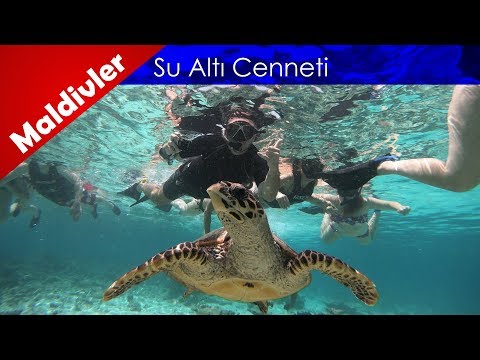 Maldivlerin Su Altı Güzellikleri