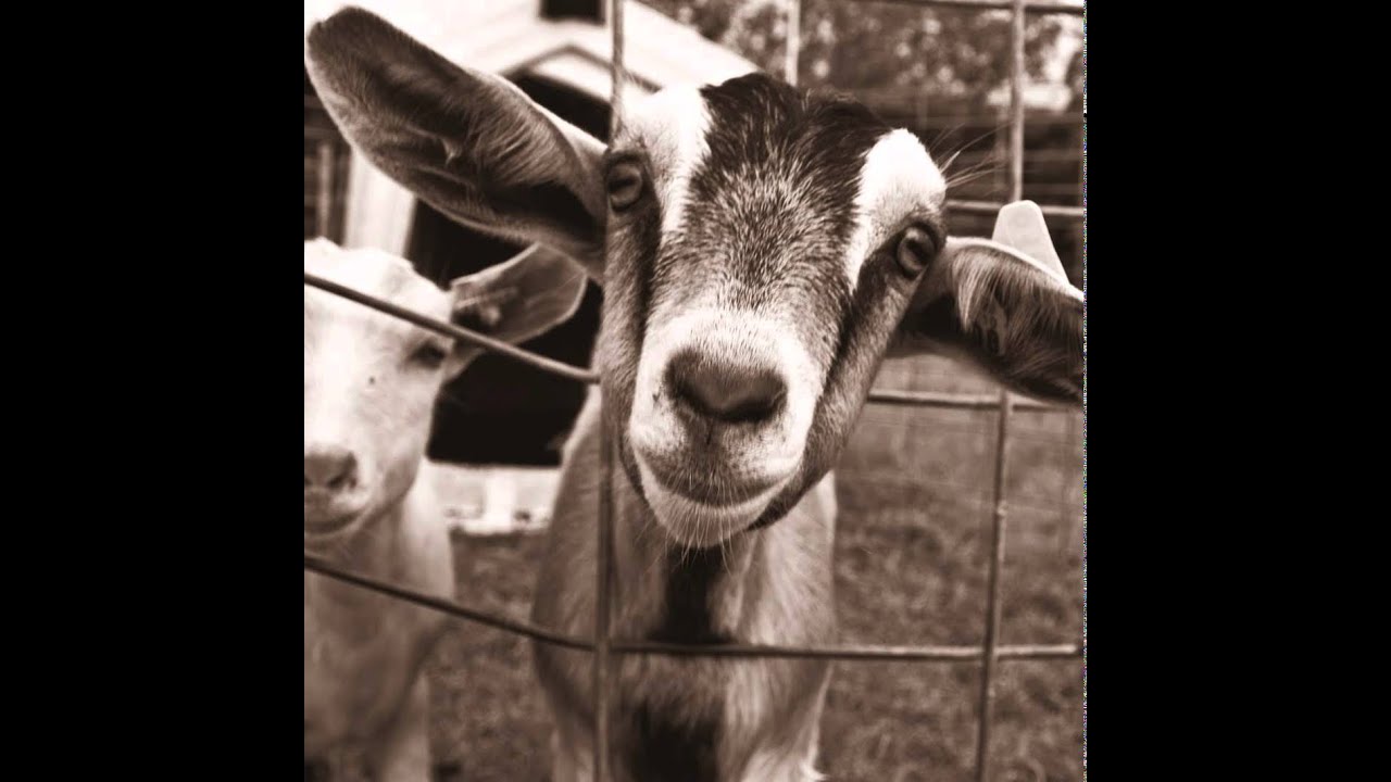 Really sad goat - YouTube