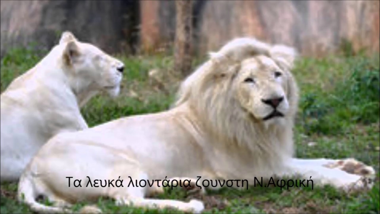 2017 - ΣΤ - ΟΜΑΔΑ 5 - ΖΩΑ ΥΠΟ ΕΞΑΦΑΝΙΣΗ - YouTube
