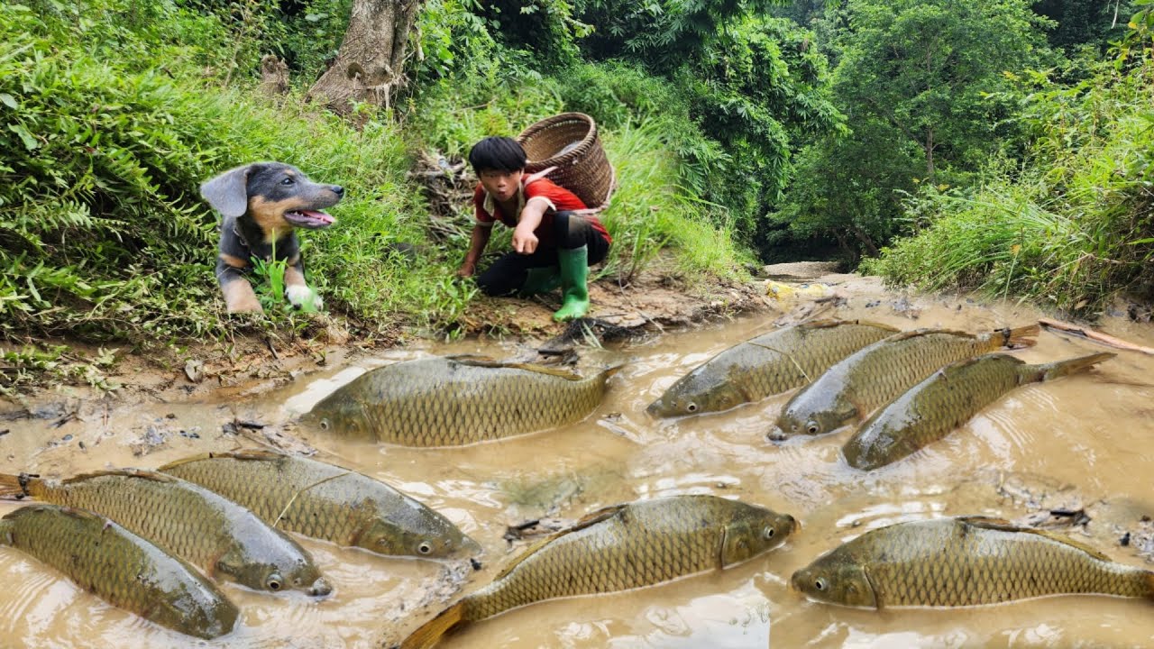 Discovering a school of fish in a puddle, Lam used a bucket to scoop ...
