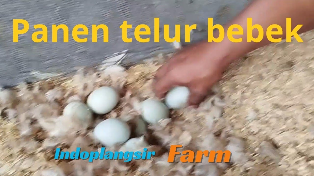 panen telur bebek tiap hari - YouTube