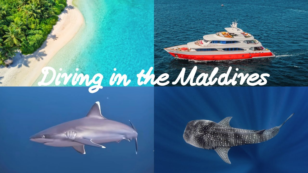 Diving in the Maldives 🦈 January 2025 - YouTube