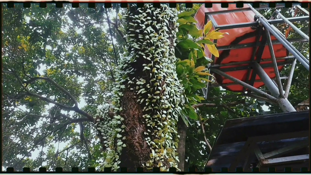 Simbiosis Parasitisme