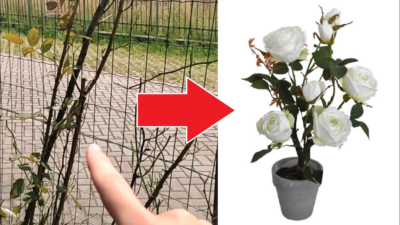 Talea di Rosa - gratis in un mese - YouTube