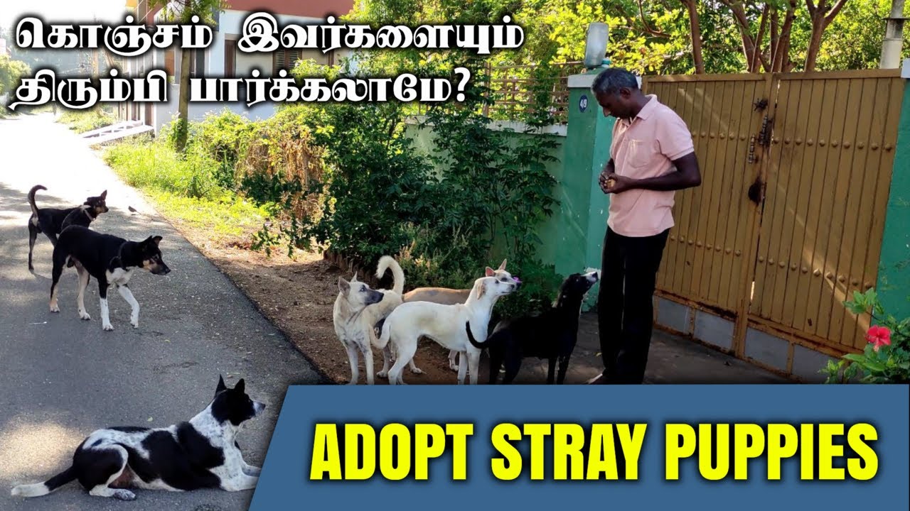 நாய் என்றால் விலை கொடுத்துத் தான் வாங்கணுமா?. கொஞ்சம் இவர்களையும் ...