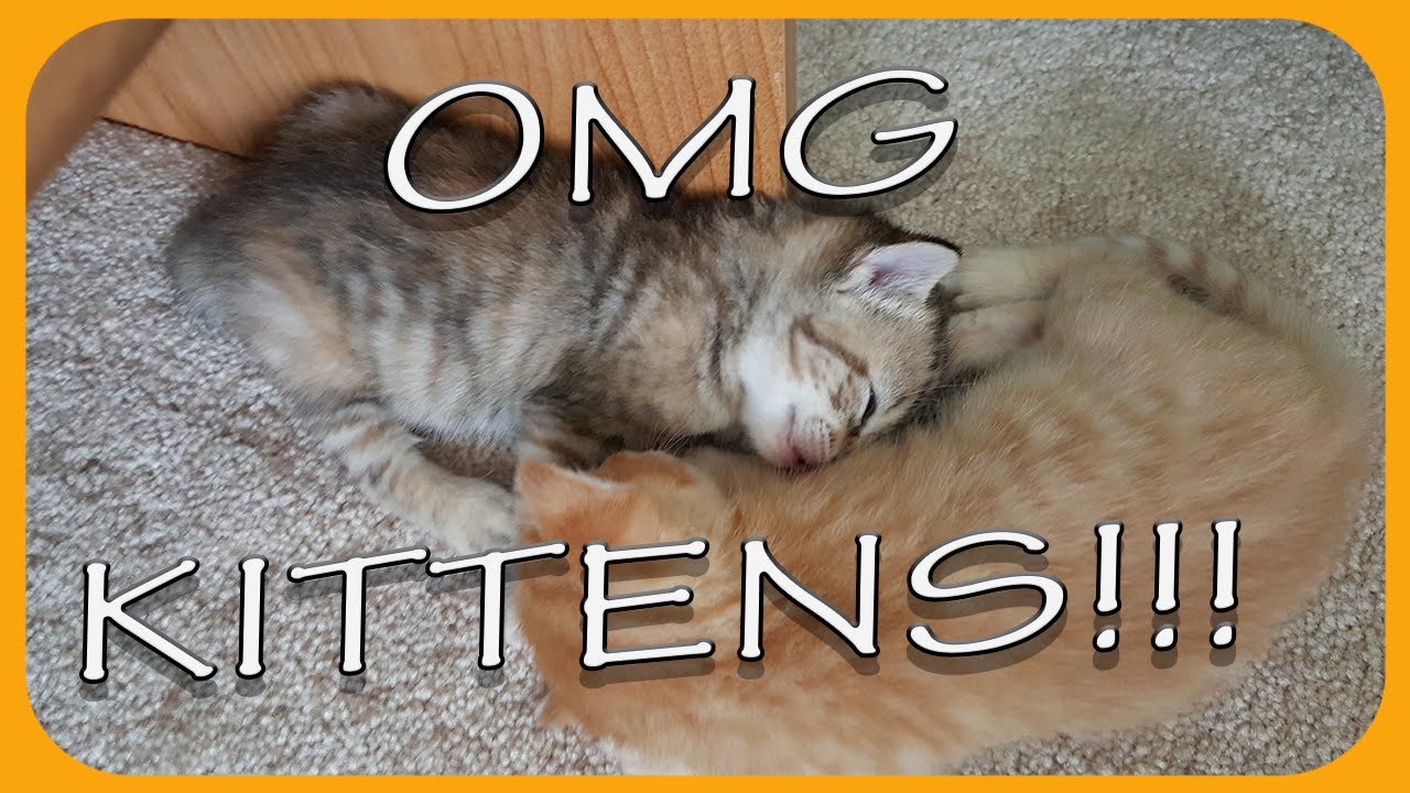 😻 OMG KITTENS!!!!! 🐈 - YouTube