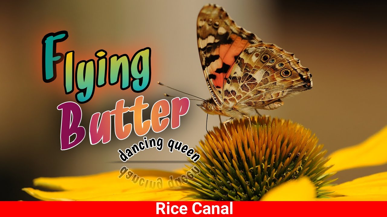 FLYING BUTTER | DANCING QUEEN | BEAUTIFUL BUTTERFLY | RICE CANAL - YouTube