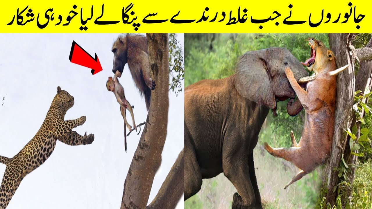 When Animals Messed With Wrong Enemy - YouTube