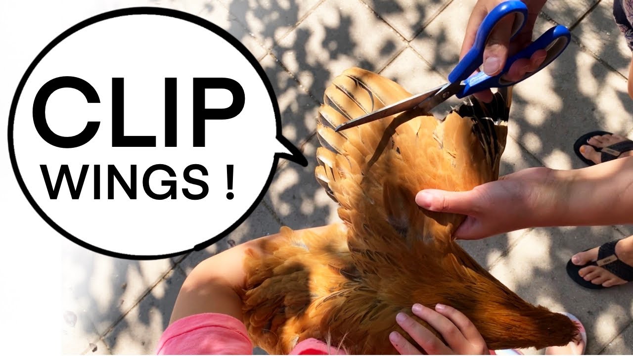 HOW TO CLIP CHICKEN WINGS (SAFE AND PAINLESS) SO THEY DON"T FLY | EASY ...