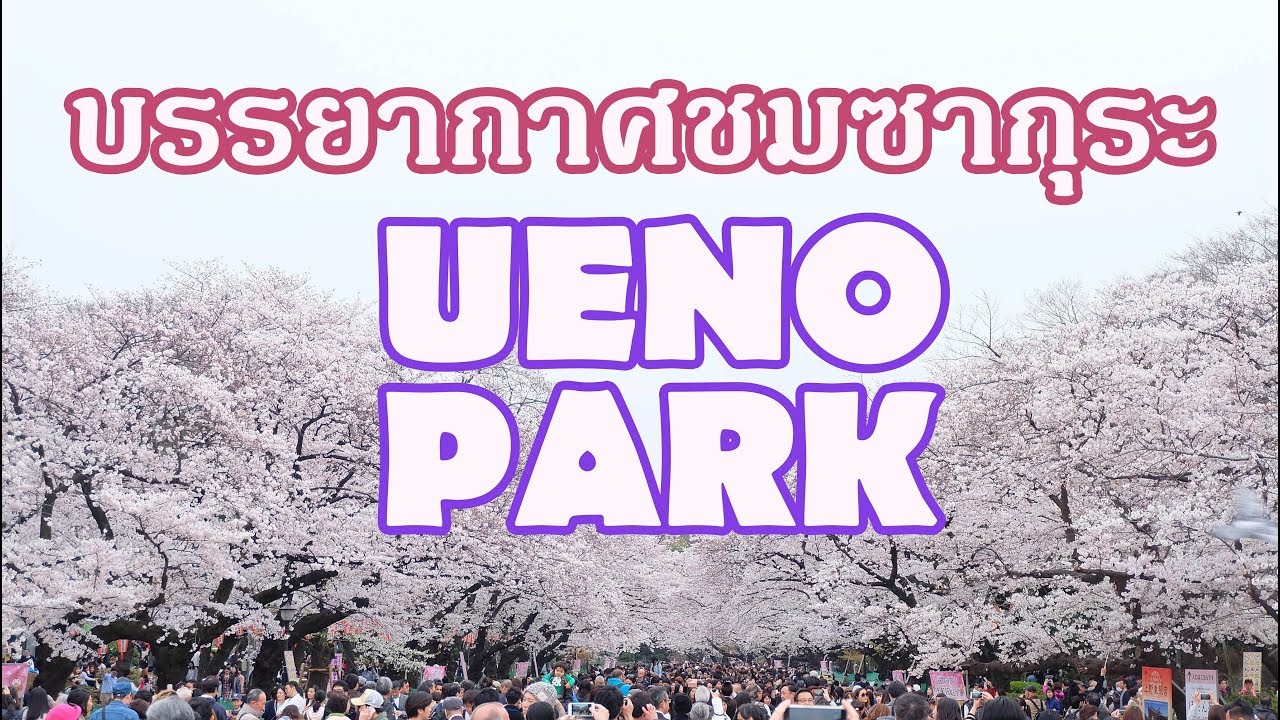 บรรยากาศชมซากุระ สวนอุเอโนะ (Ueno Park) [JapanKakkoii] - YouTube