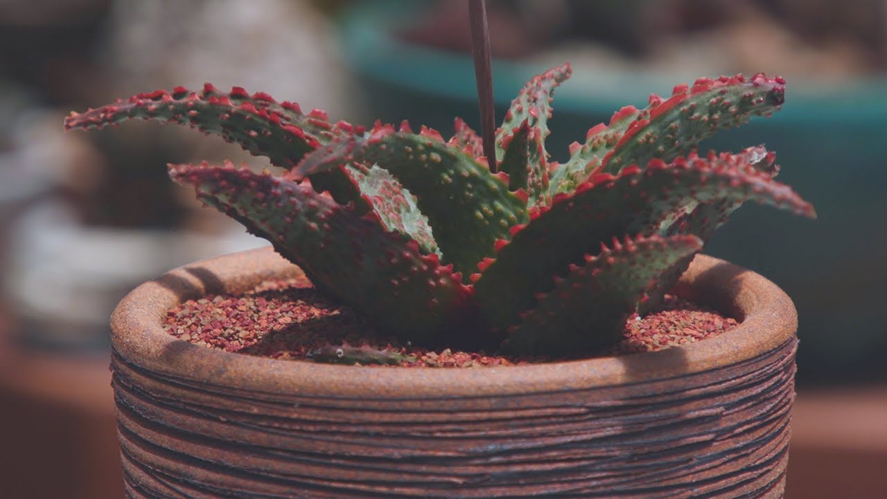 Aloe Hybrid “Viper” and handmade pottery by John Melkonian - YouTube