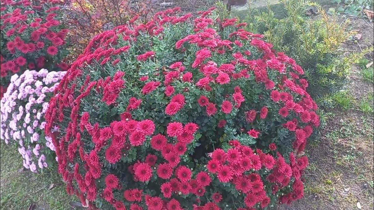 Chryzantemy - YouTube