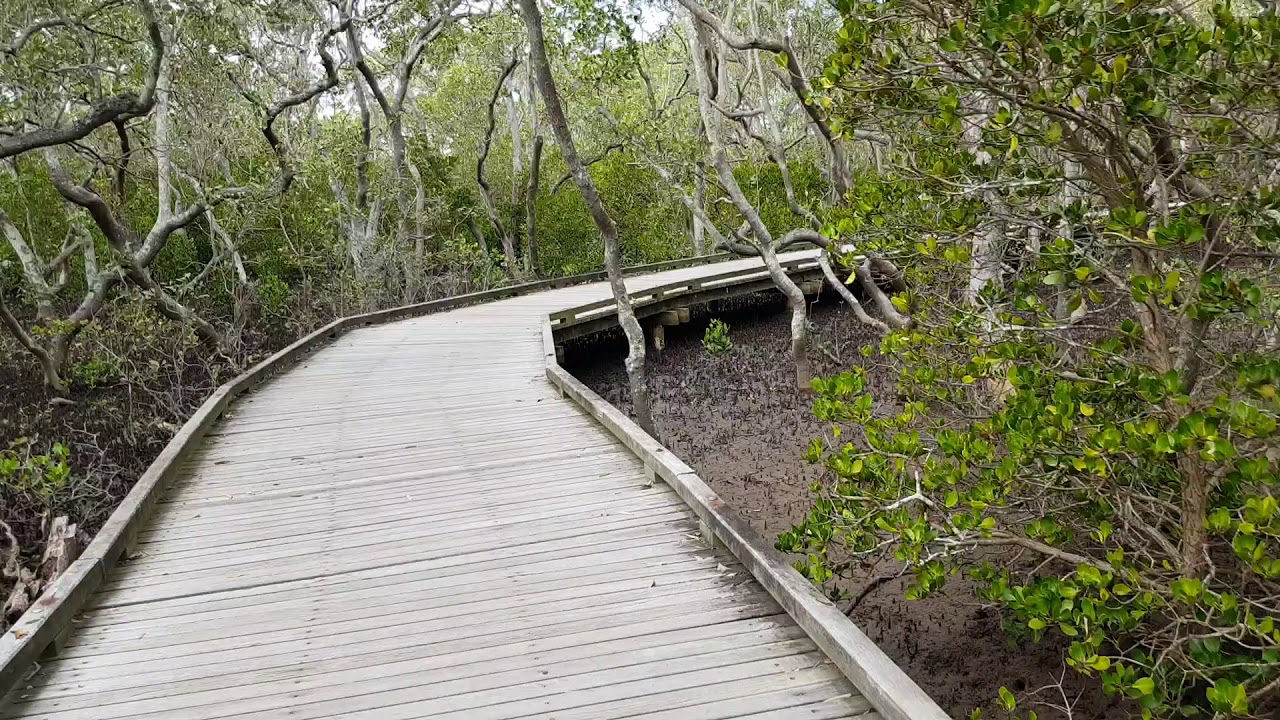 Nudgee Beach Walk | 7 - YouTube