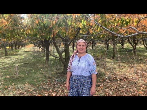 Özen teyzeyle köyde kiraz tarlasındayız - Köy Hayatı Sevenler
