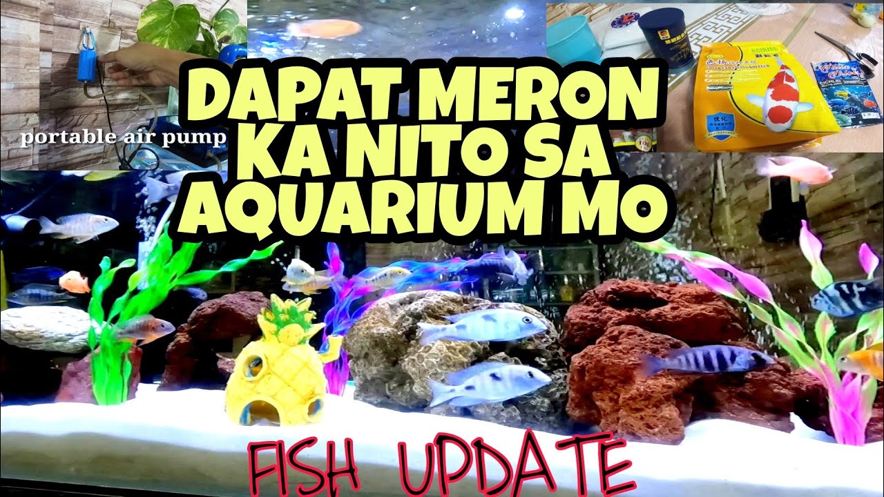 MGA BAGAY NA DAPAT MERON KA SA AQUARIUM | MAGANDANG PAKAIN SA CICHLIDS ...