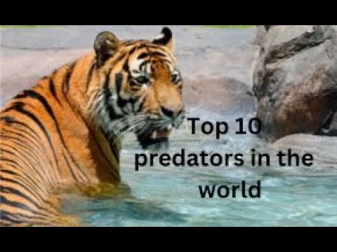 Top 10 predators in the world - YouTube
