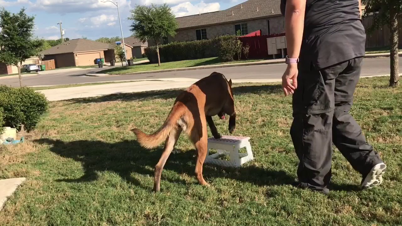 AKC Trick Dog Performer Level Video YouTube akc-trick-dog-performer-level-video-youtube