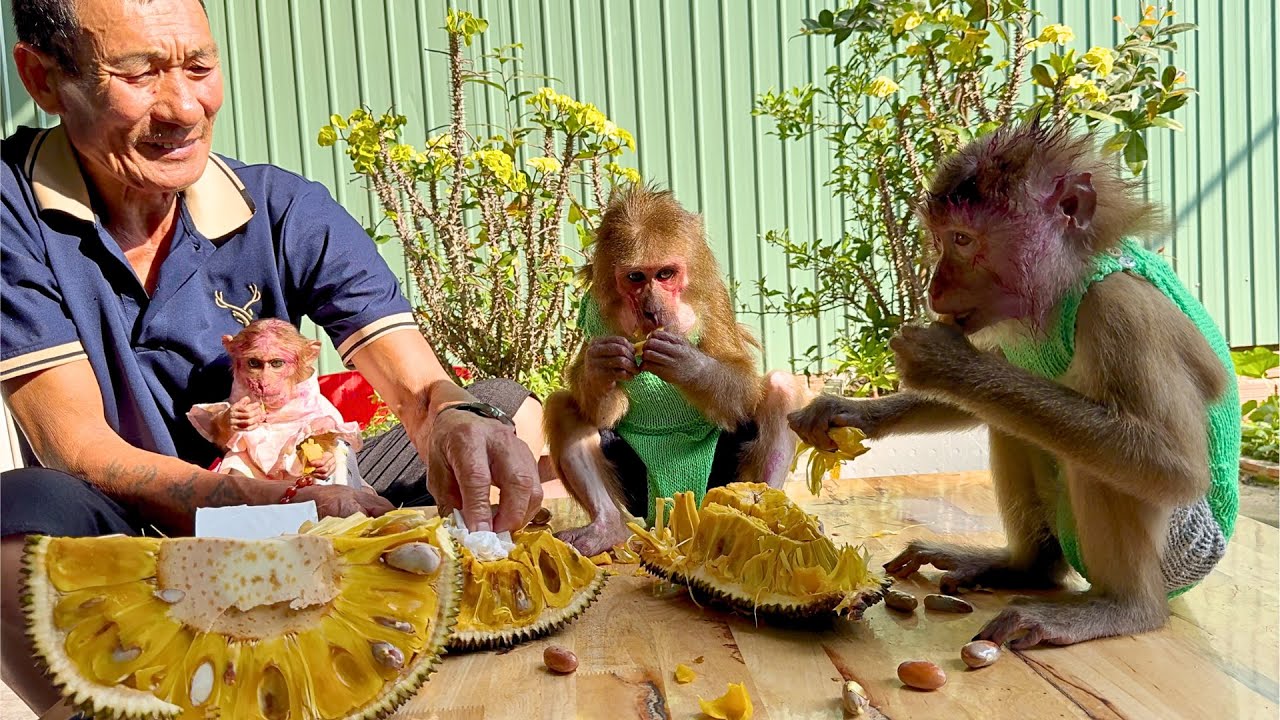 The adorable Monkeys have lots of delicious ripe jackfruit😋 - YouTube